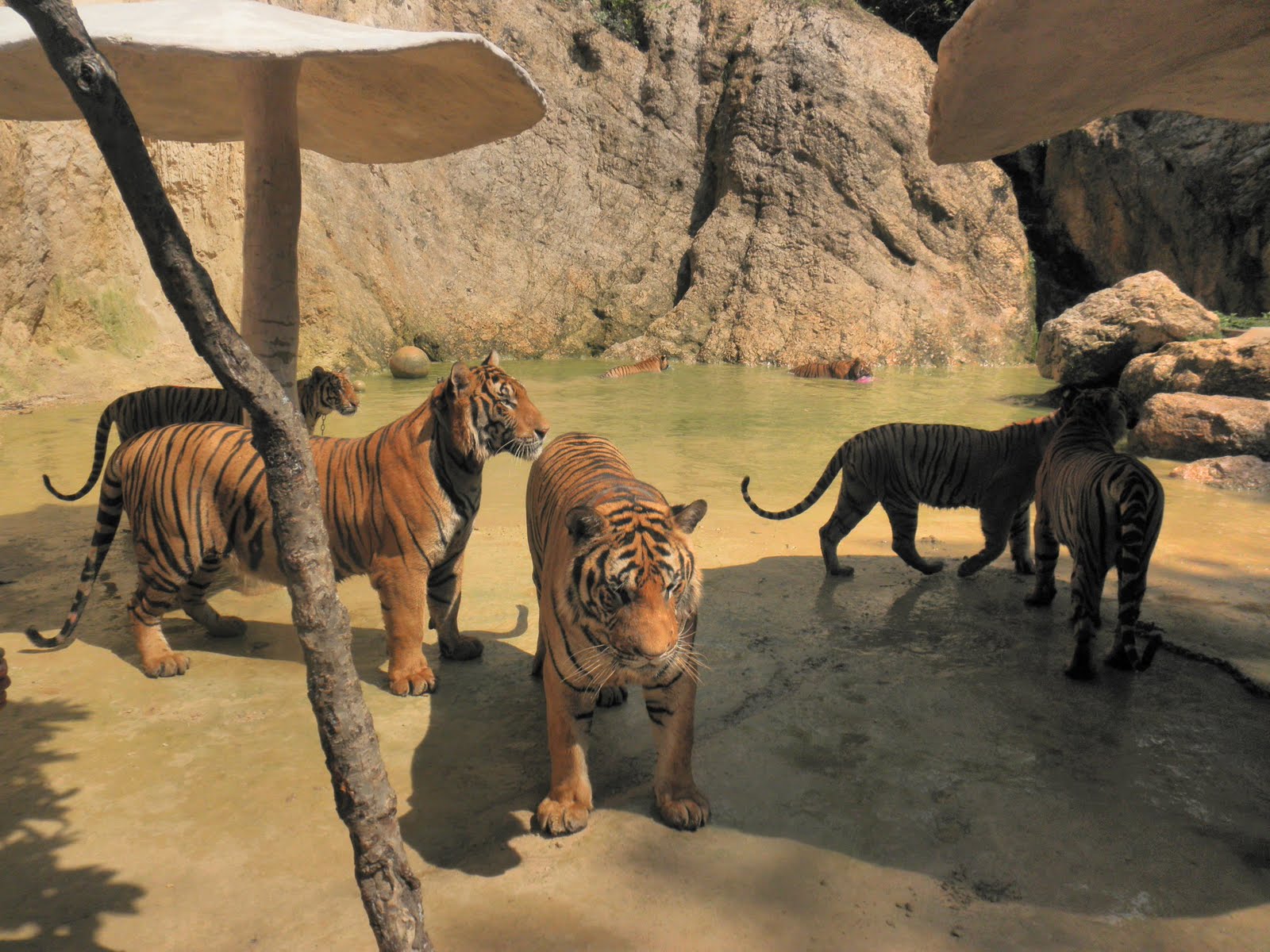 Little RoRo: Review of Tour With Tong – Tiger Temple & Elephant Bath