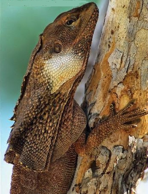 ΚΡΟΣΣΩΤΗ ΣΑΥΡΑ (FRILLED LIZARD) photos - wallpapers (ανανεωμένο) | the ...