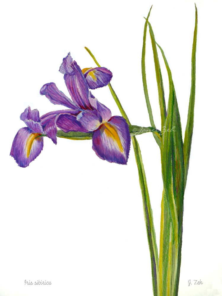 Janet Zeh Original Art Watercolor and Oil Paintings: Siberian Iris ...