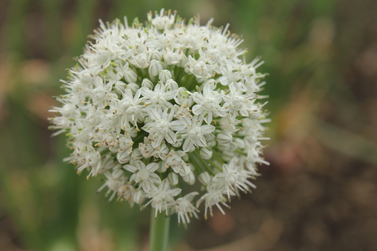 Life at Dharwad: Onion plant and flowers