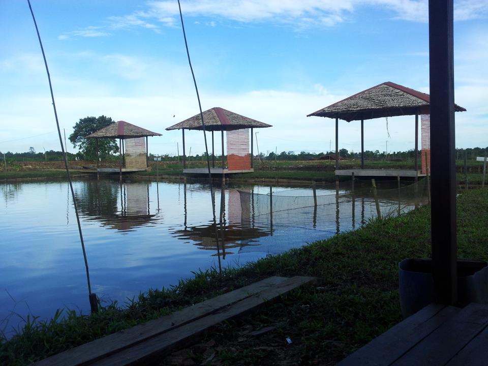 PEMANCINGAN LION JAYA FISHING SINDANG SARI KAL-TIM: Tempat pemancingan ...