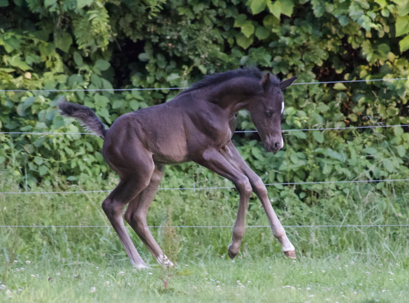 Day 9: Nasr the rare baby Arabian horse