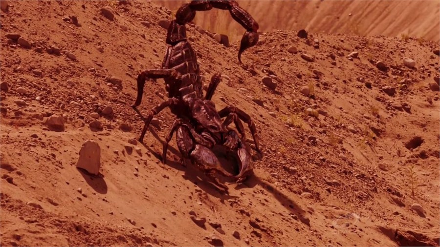 Criaturas del Pasado: Brontoscorpio