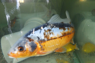 Reptiles Amphibians & Fish: THE BLUE & ORANGE SHUSUI KOI CARP