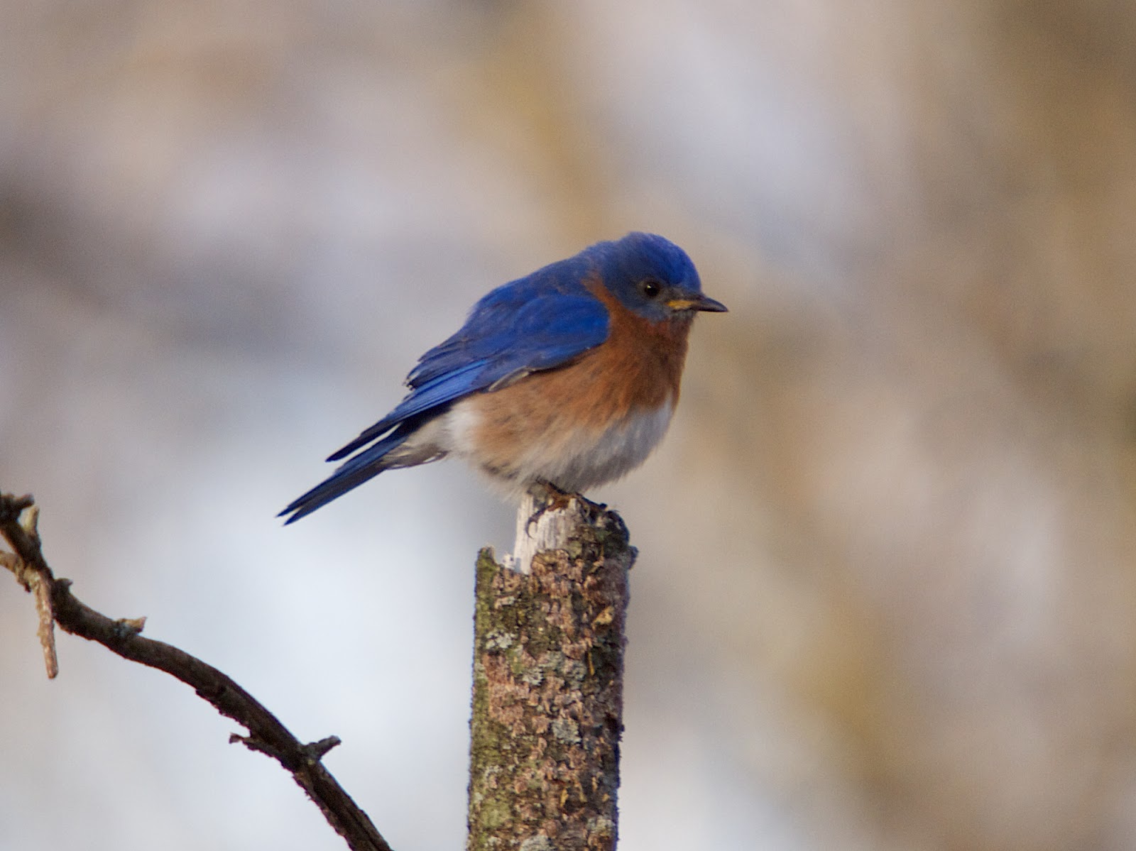 David Marvin Photography - Lansing, Michigan: Bluebird & Robin