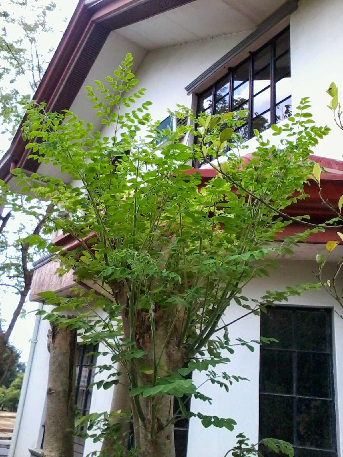pepay's foodies and travels: Malunggay (Moringa) tree in our backyard