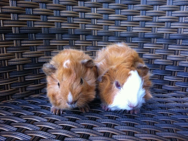 littlefurryones: Sheeba Mini Yak babies - ADOPTED