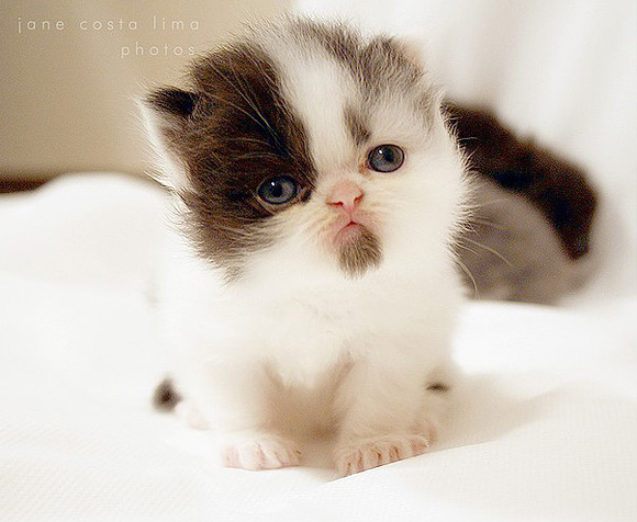Best Cute Stuff: Cute Cat