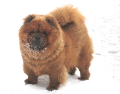 Imagenes de perros chau chau - Imagui