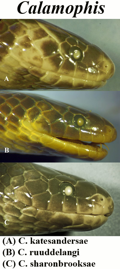 Serpent Research: The fangless homalopsid snakes of eastern Indonesia