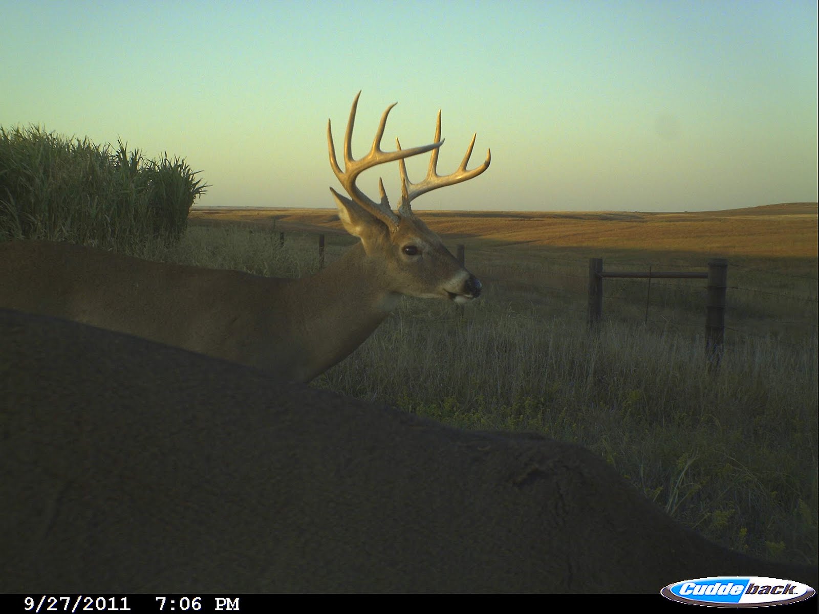 ANIMALS GONE WILD!: My "Cuddeback" trail camera (really like the ...