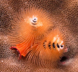 Sea Slug and the Turtle: 2013