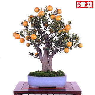 Arbor in absidem - Bonsai: Despre citrice...