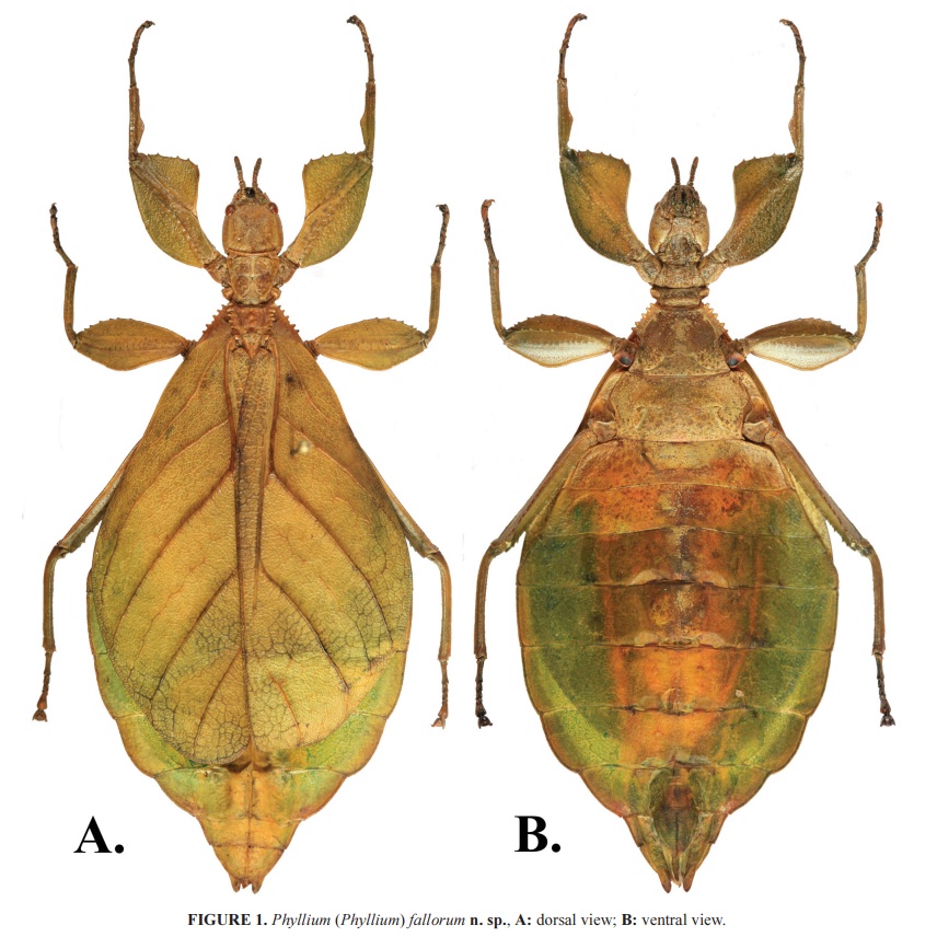 Species New to Science: [Entomology • 2017] Phyllium fallorum • A New ...