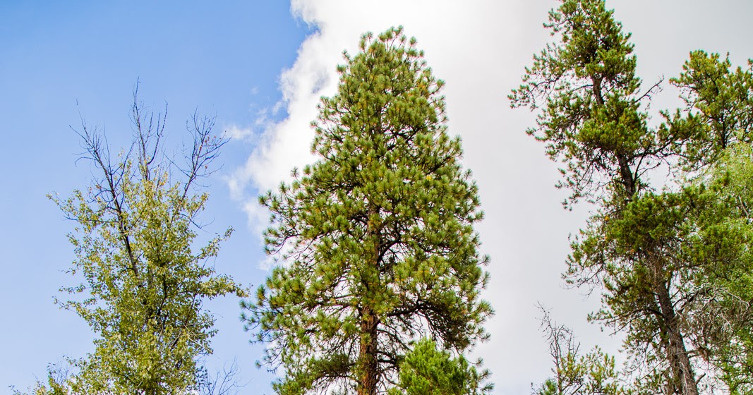 Through Martha's Lens... : McDonald Family Tree