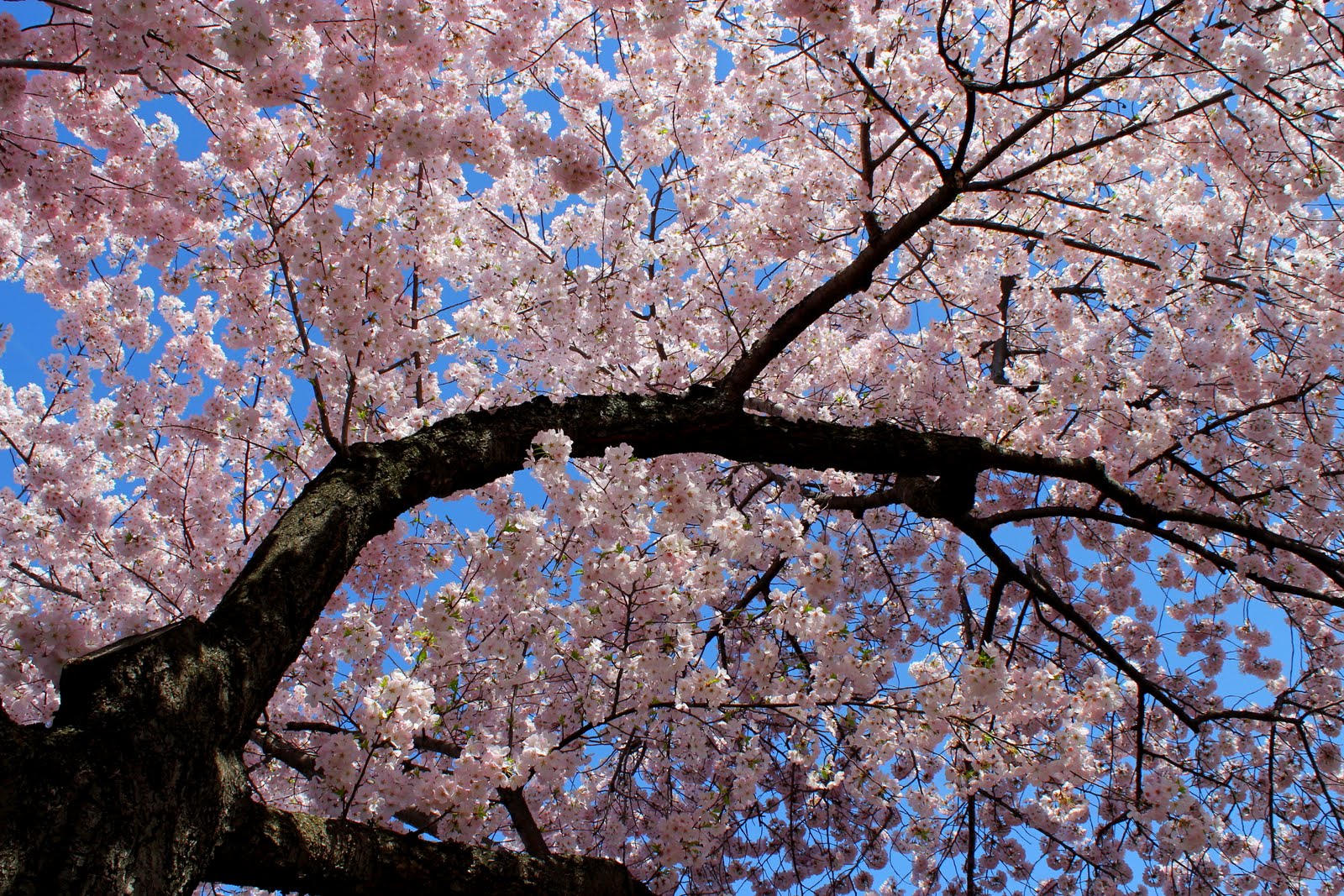 Here and There: SPRING IS HERE, AND FULL OF COLOR!