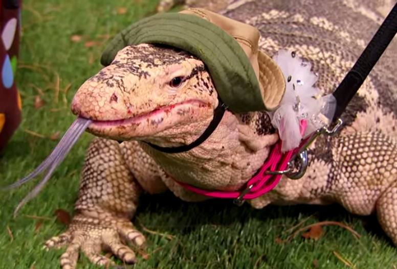 Poznaj Obóz Kikiwaka! | Świat Disneya