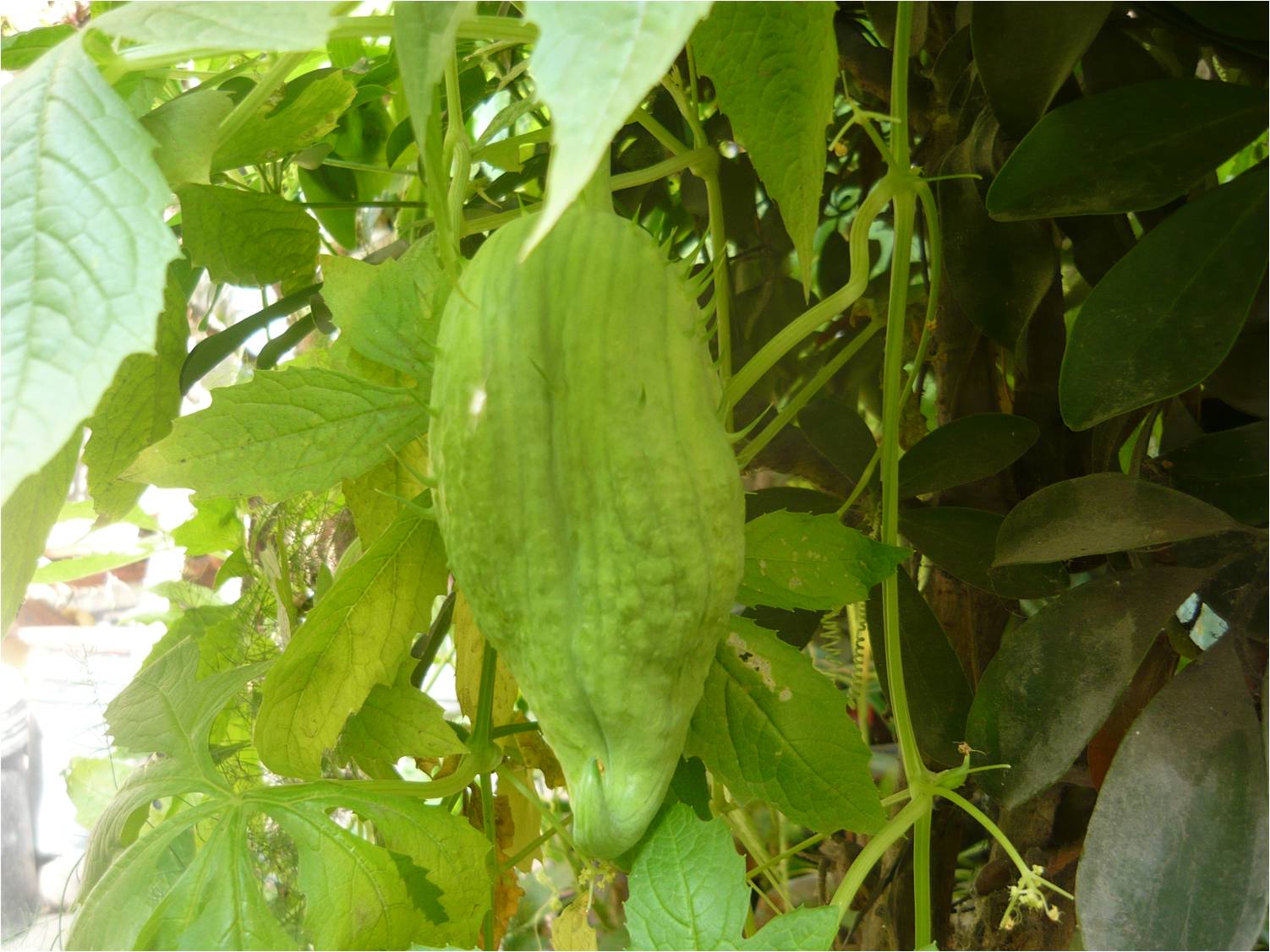 ALTERNATIVA ECOLÓGICA: CULTIVO DE CAIGUA