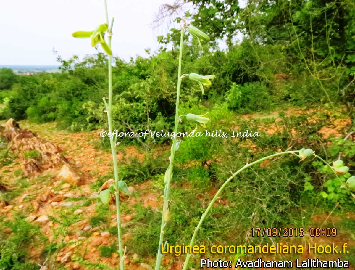 Medicinal Plants: Drimia indica