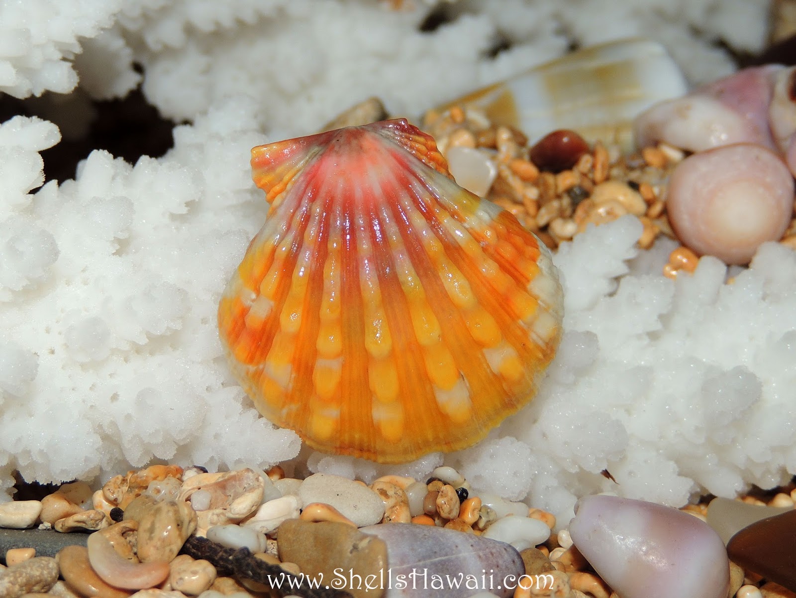 ShellsHawaii ...by Janjira: Sunrise shells/Pecten Langfordi