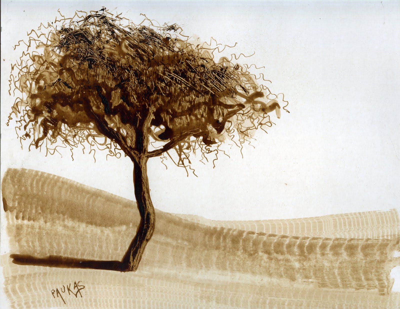 Artística: El Huarango, el árbol de la historia de Ica