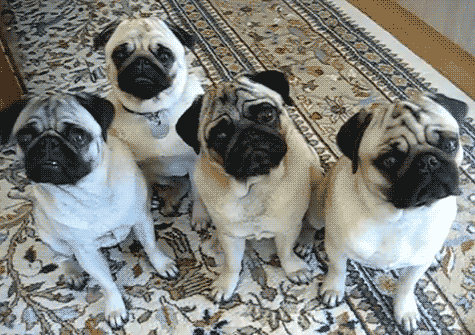 Giflândia: Gifs de Pugs
