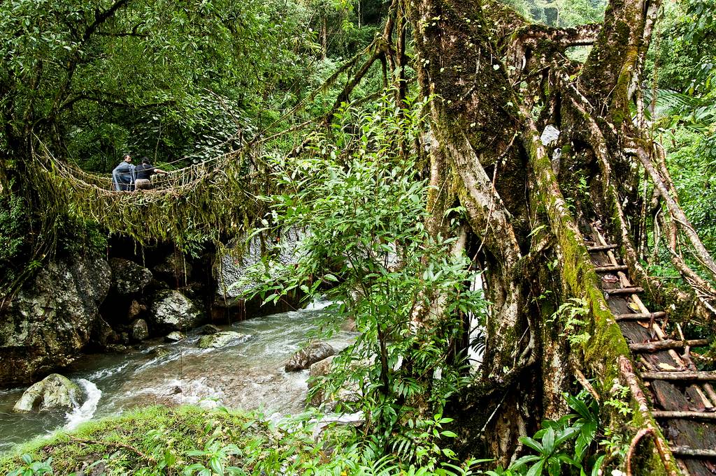 The Living Root Bridges of India ~ Kuriositas