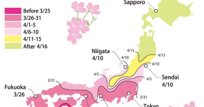 Sakura blossom projections