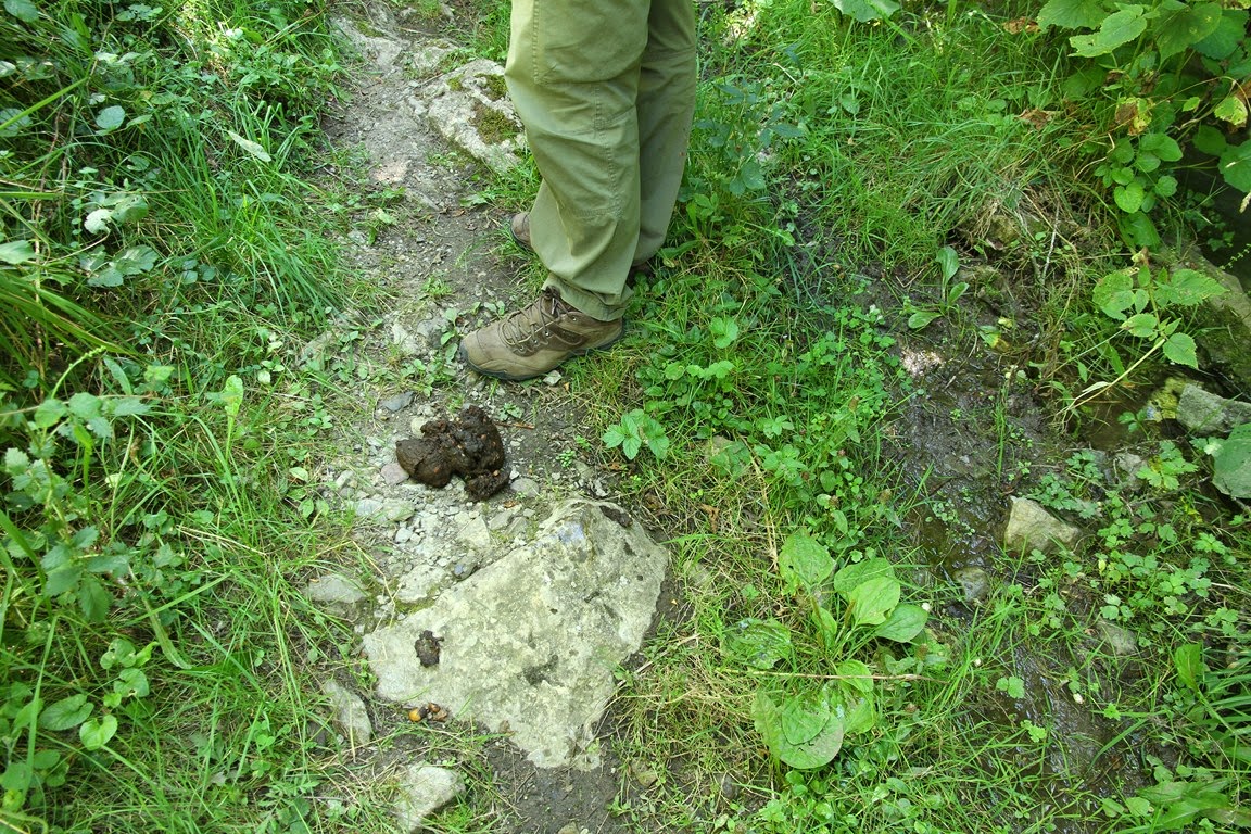 BIRDINGLEON: Más OSOS