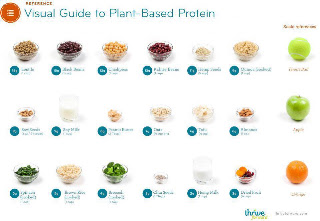 Carbon Corpus: A Guide to Plant Based Protein