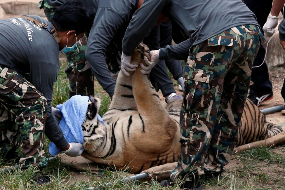 A sedated tiger is stretchered as officials start moving tigers from ...