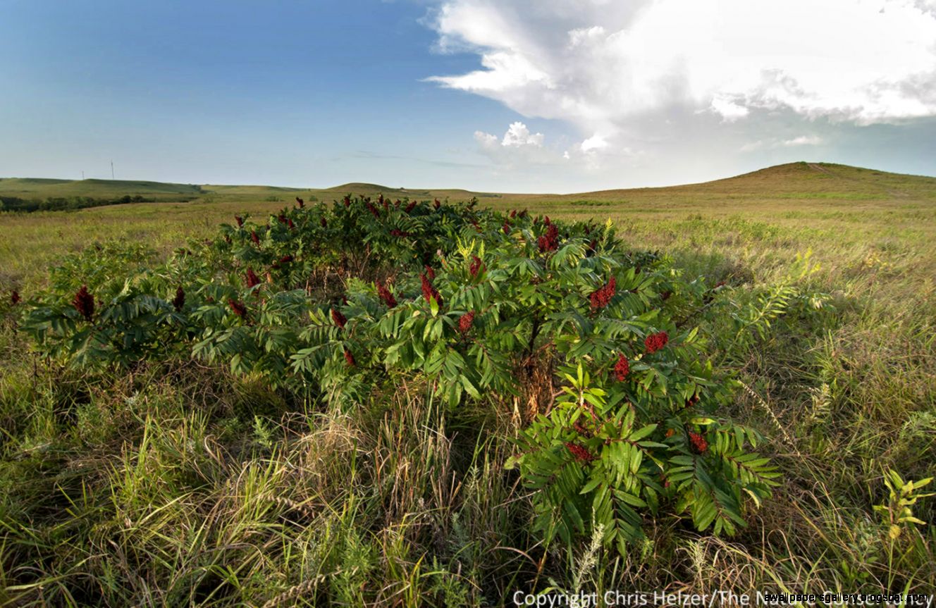 Prairie Shrubs | Wallpapers Gallery