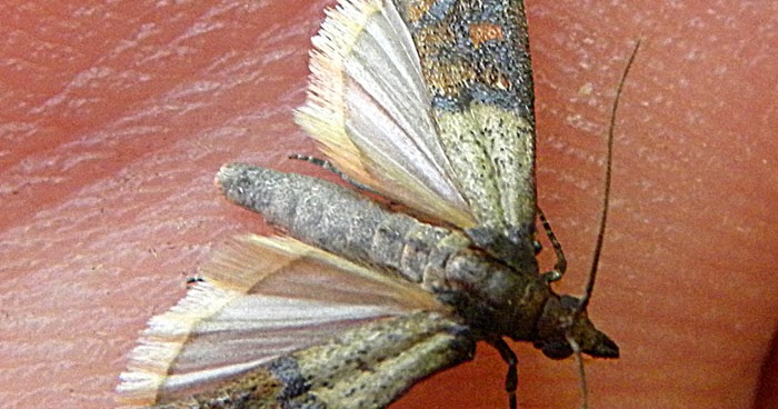 FOTO NATURA HUESCA 2: POLILLA INDIA DE LA HARINA Plodia interpunctella ...
