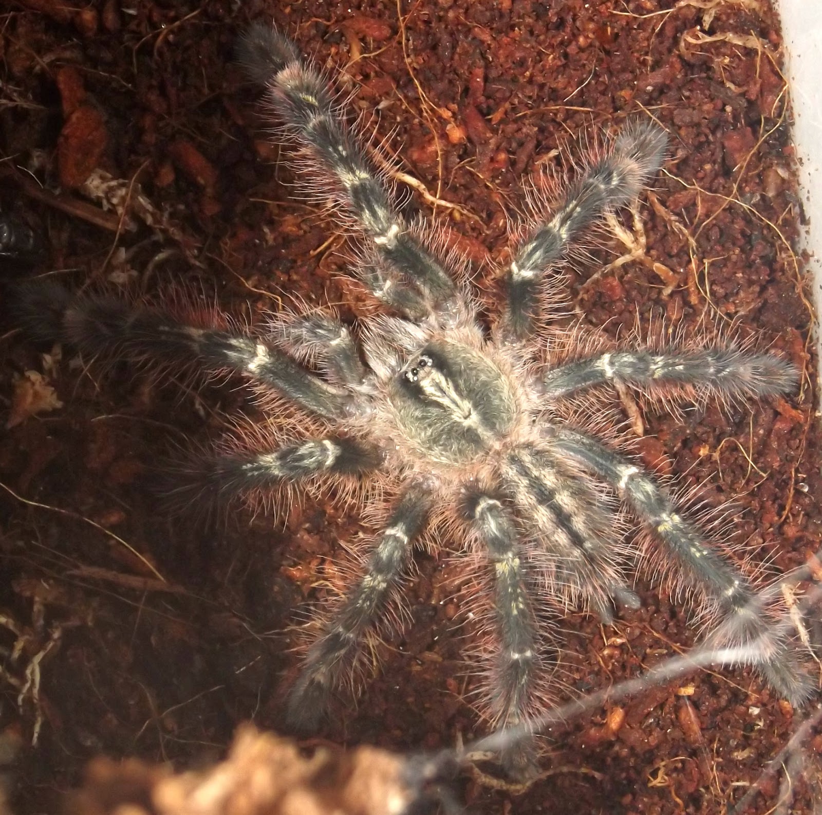 Tarantula Species : Poecilotheria rufilata