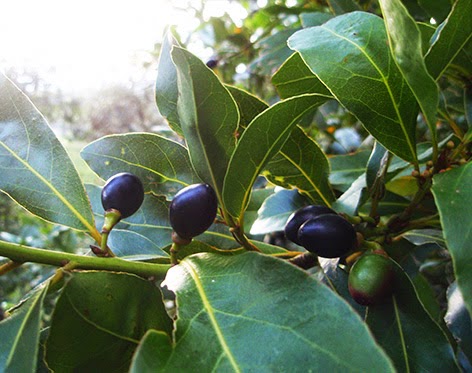 EL LAUREL (Laurus nobilis)