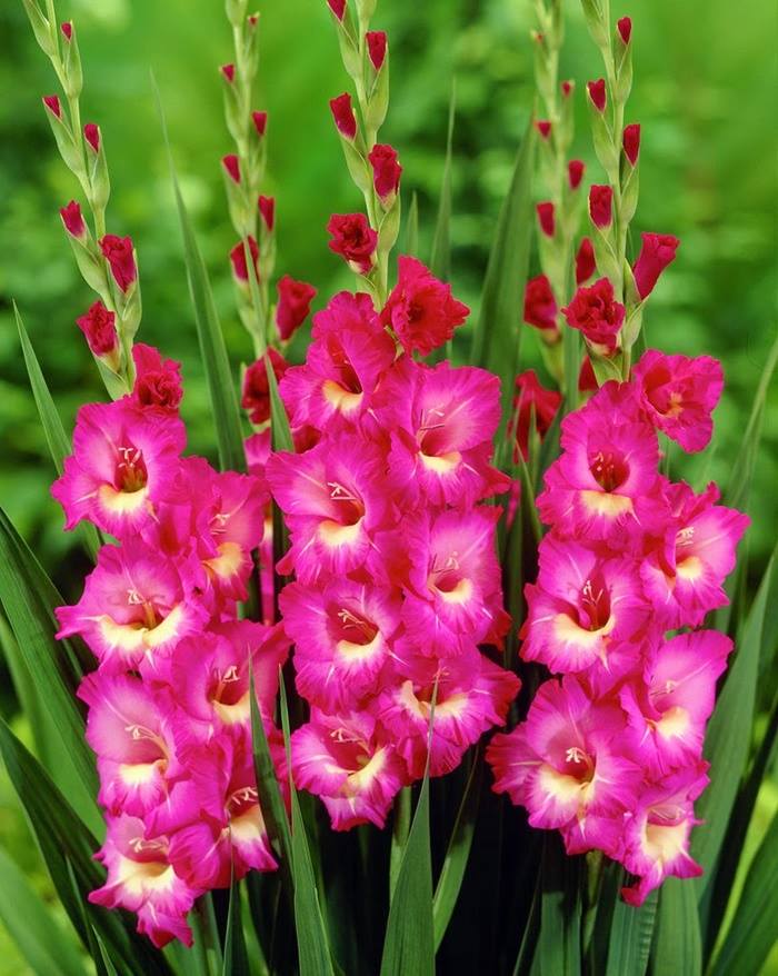 Gladiolus flower, Flower seeds, Gladiolus bulbs
