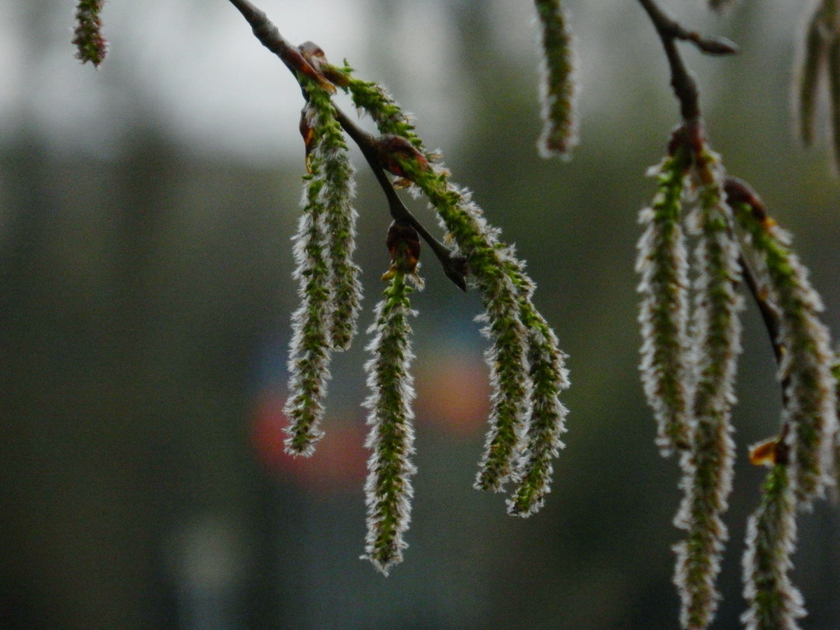 LA MULTI ANI, ROMANIA!: Pom inflorit cu matisori