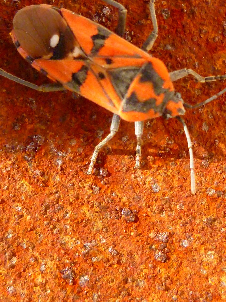 A Passing Fancy: Third day of pruning, grass cutting and a cute bug ...