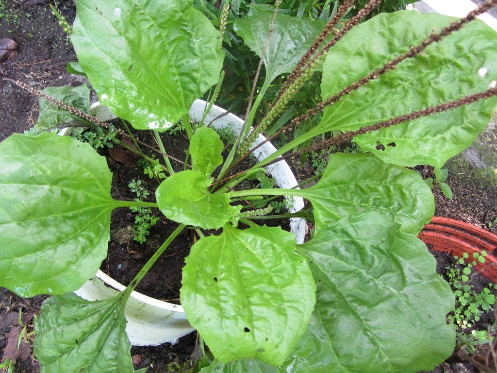 Medicina Natural: Llantén