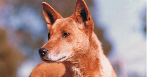 Dingo Lady: The Truth about Dingoes 10: Dingoes as Companions