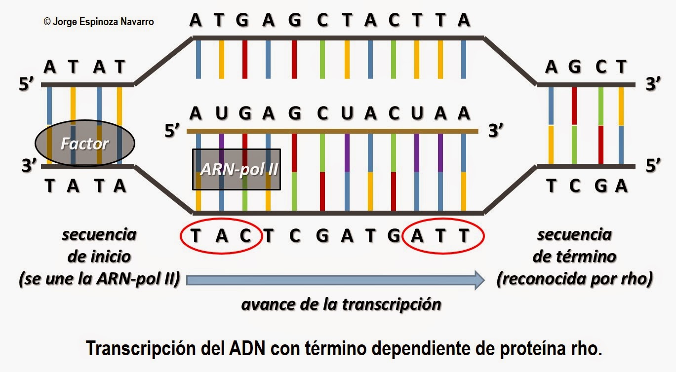 EL FABULOSO MUNDO DEL ADN