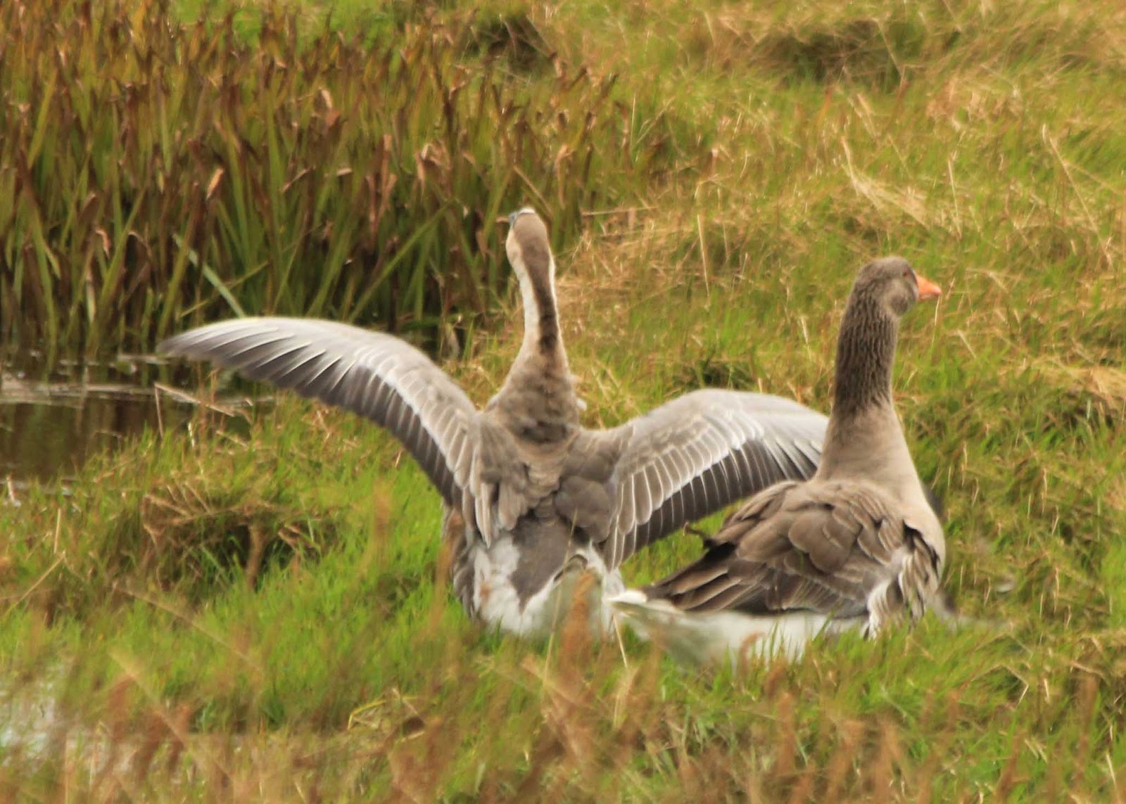 Birding with Lisa de Leon: Surprising Appearance of Domestic Geese