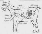 FISIOLOGIA DIGESTIVA EN RUMIANTES: FISIOLOGIA DIGESTIVA EN CAPRINOS