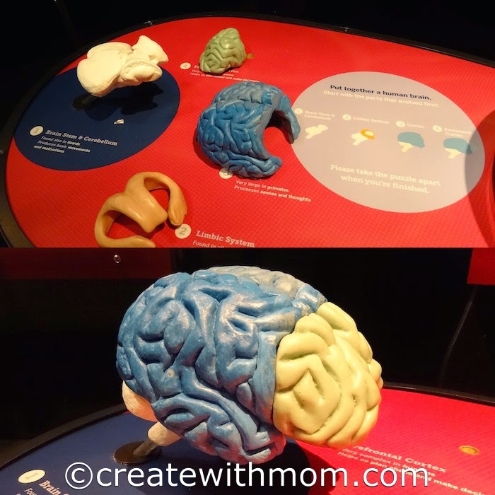 Create With Mom: Brain: The Inside Story exhibition at the Ontario ...