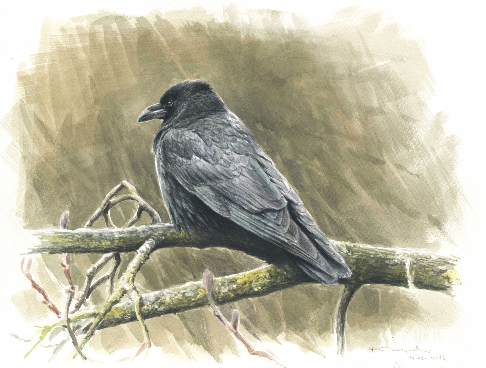Carrion crow, life study