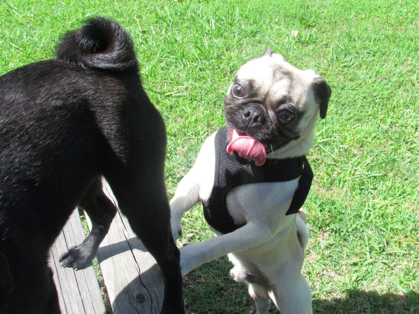 two spoiled pugs: July pug meet ups