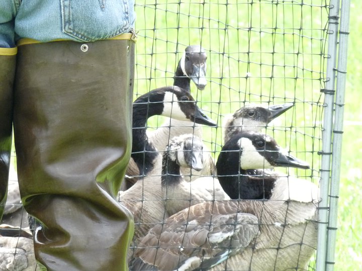 Tales, Tails and Feathers of New York -- PCA: Photos, Goose Roundup ...