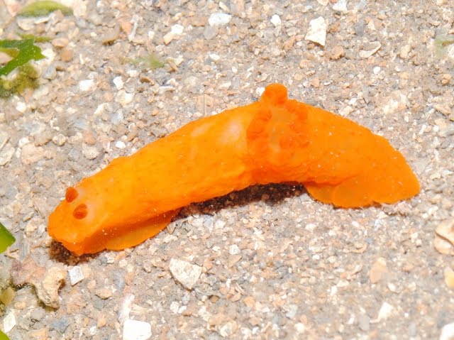 God's wonderful creation: Slugs galore at Pulau Sekudu