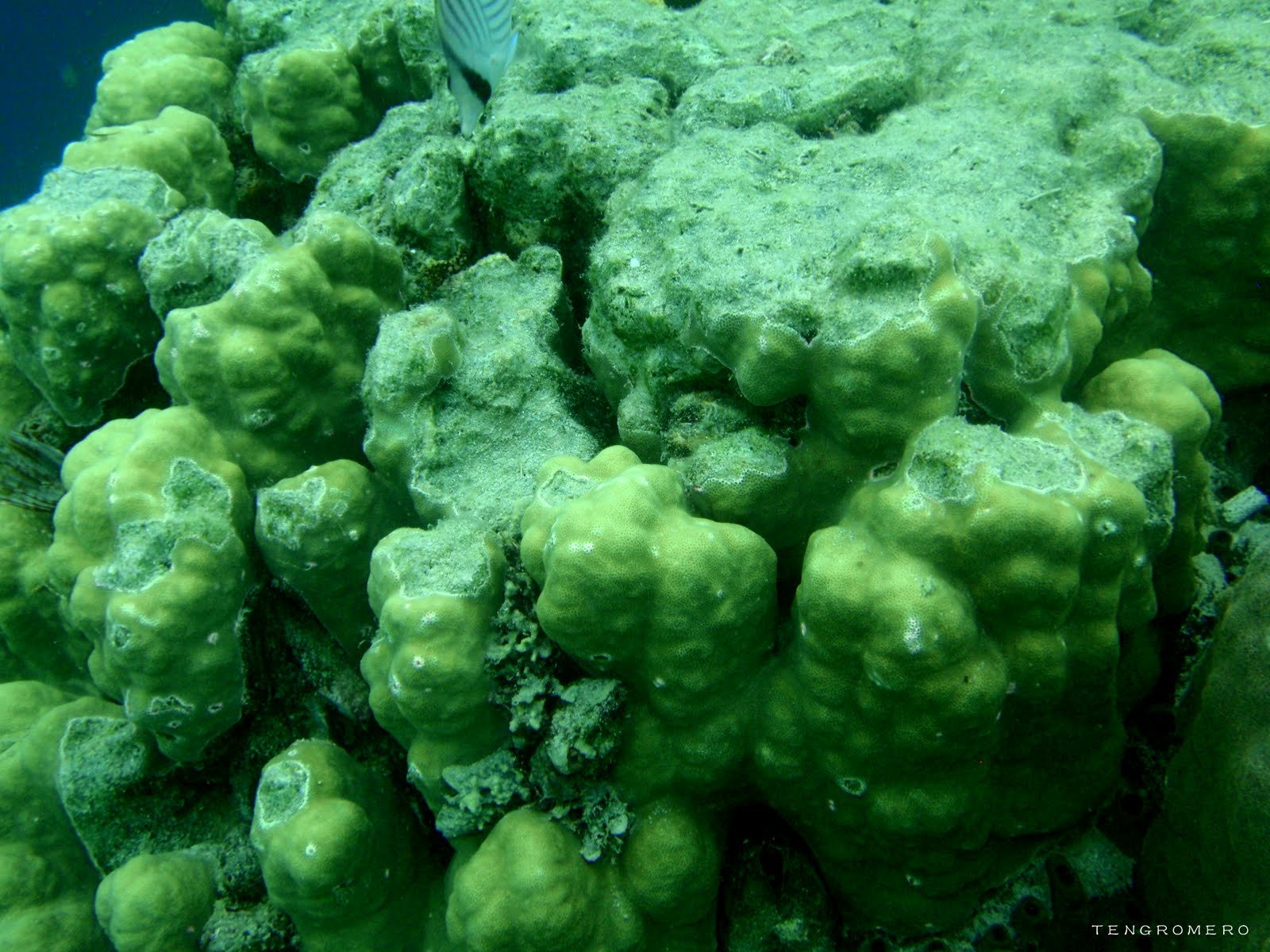 tengturista: Puerto Princessa | A Day in Honda Bay