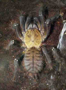 Tarantula and Scorpion Handler’s Blog: Cyriopagopus schioedtei Caresheet